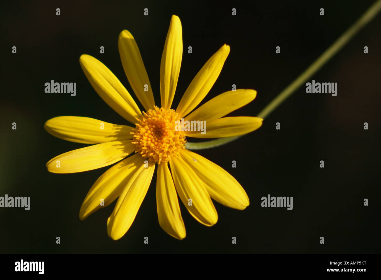 Anthemis sp hi-res stock photography and images - Alamy