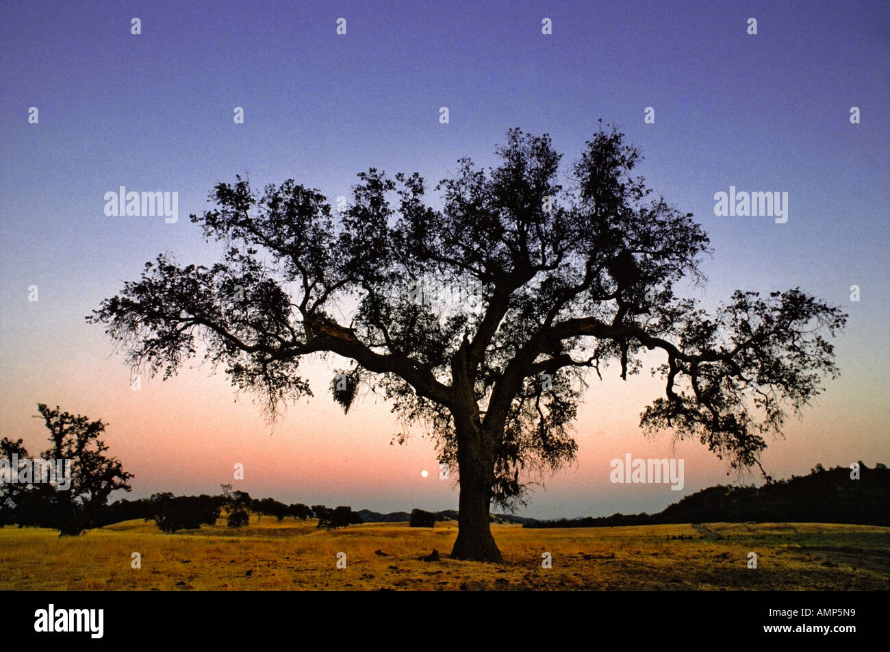 Oak tree central coast california hi-res stock photography and images ...