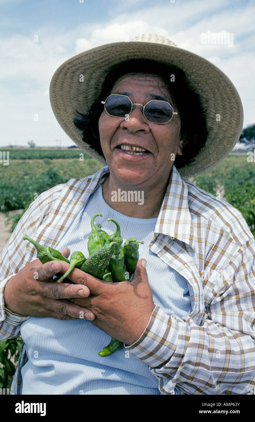 An Hispanic immigrant and migrant worker gathers green chili from a ...