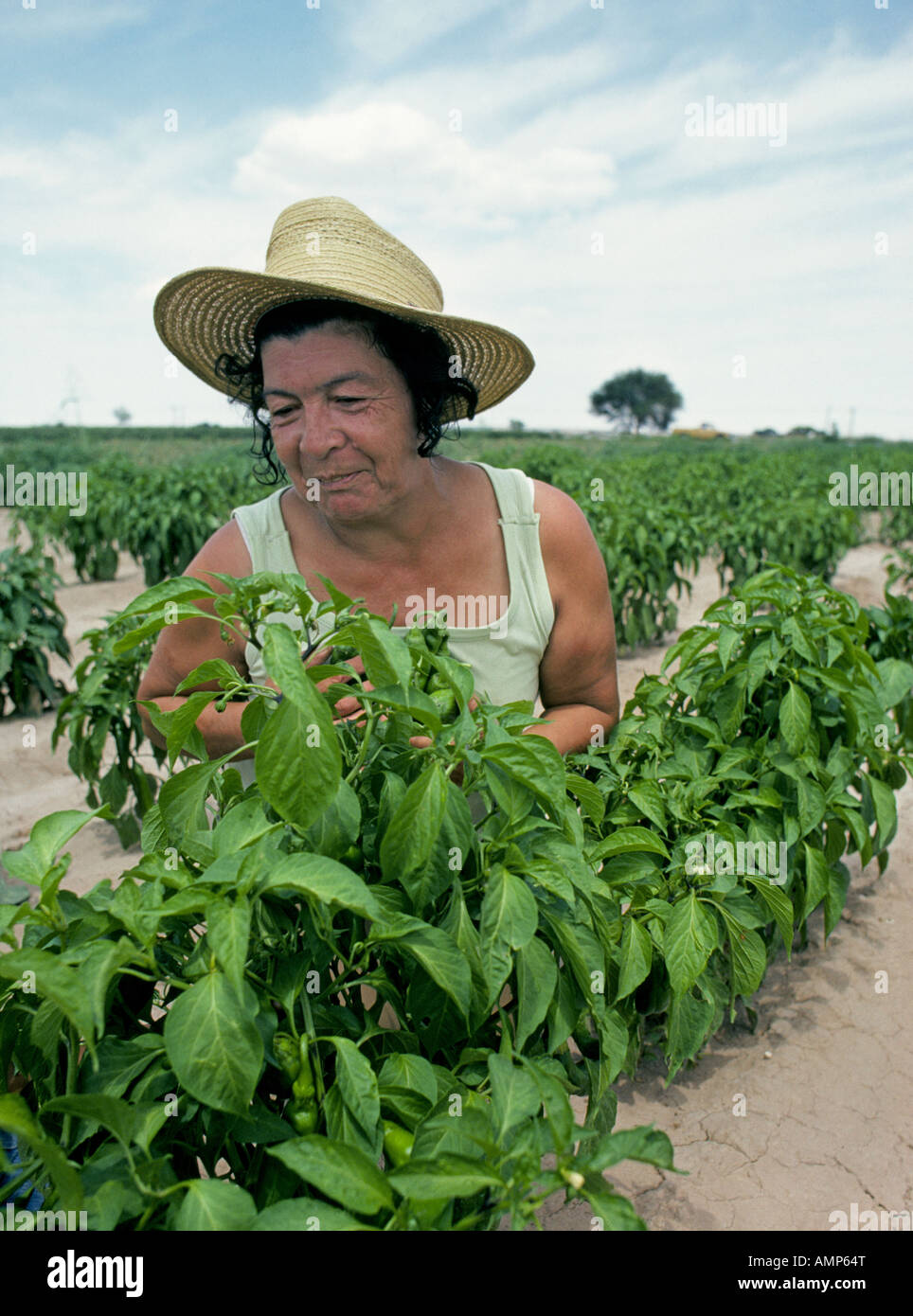 A Hispanic farm immigrant and migrant worker picks green chile from a ...