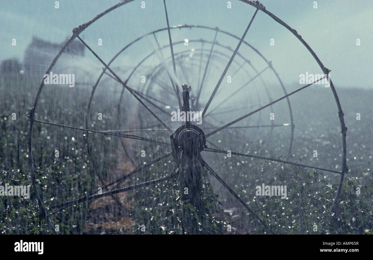 A movable wheeled sprinkler provides irrigation water to a crop of ...