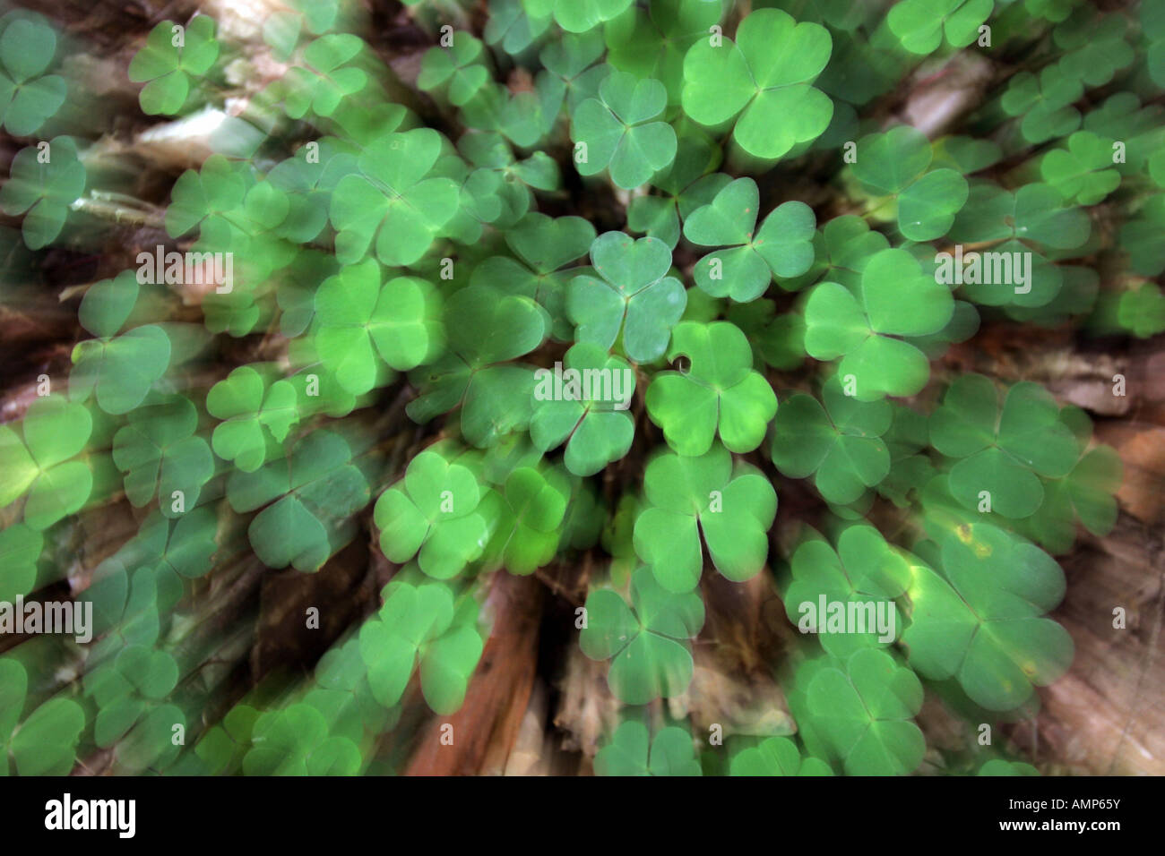 The clovers hi-res stock photography and images - Alamy