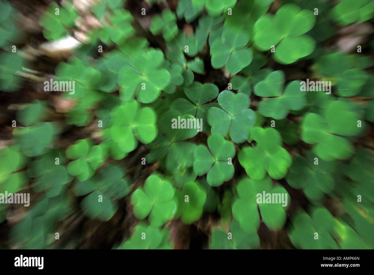Clovers hi-res stock photography and images - Alamy