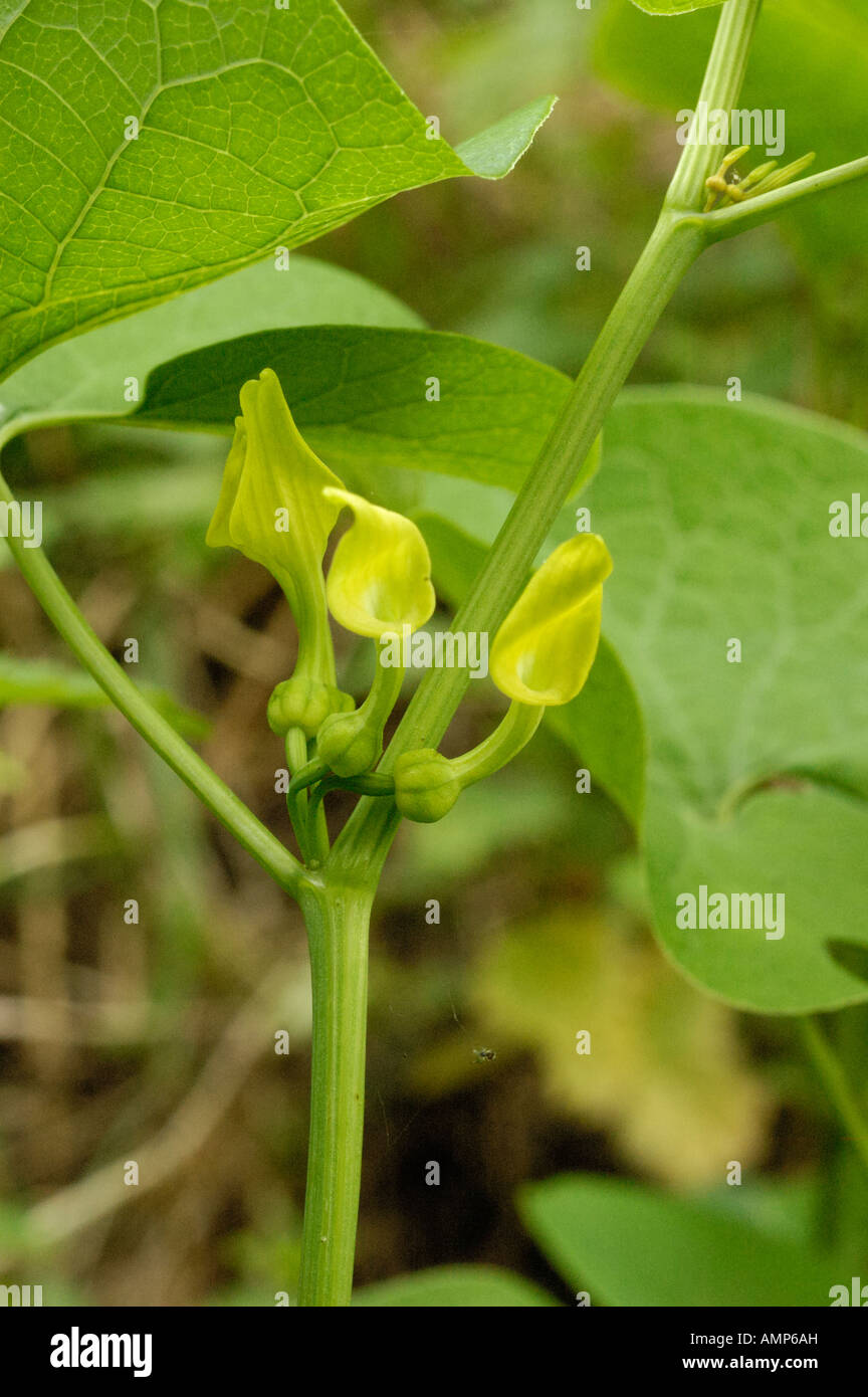 Birthwort, aristolochia clematitis Stock Photo - Alamy