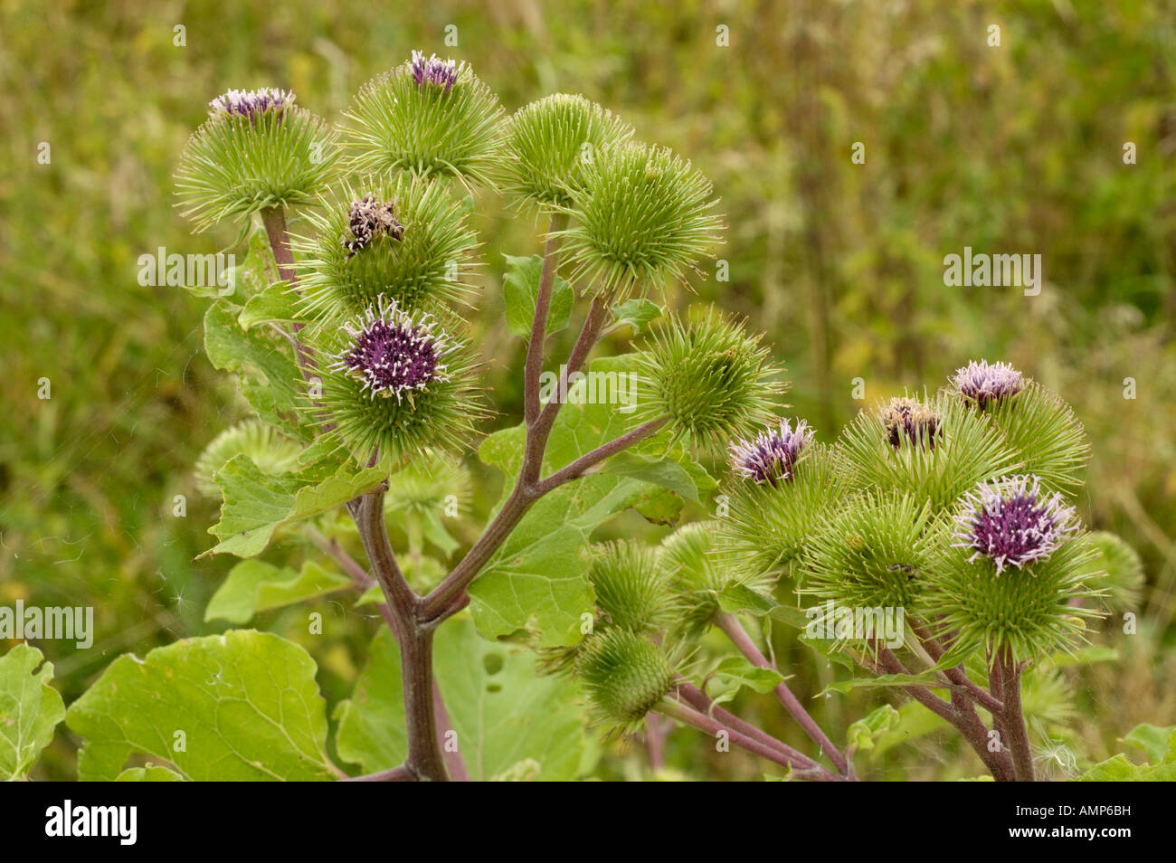 Greater Burdock, arctium lappa Stock Photo - Alamy