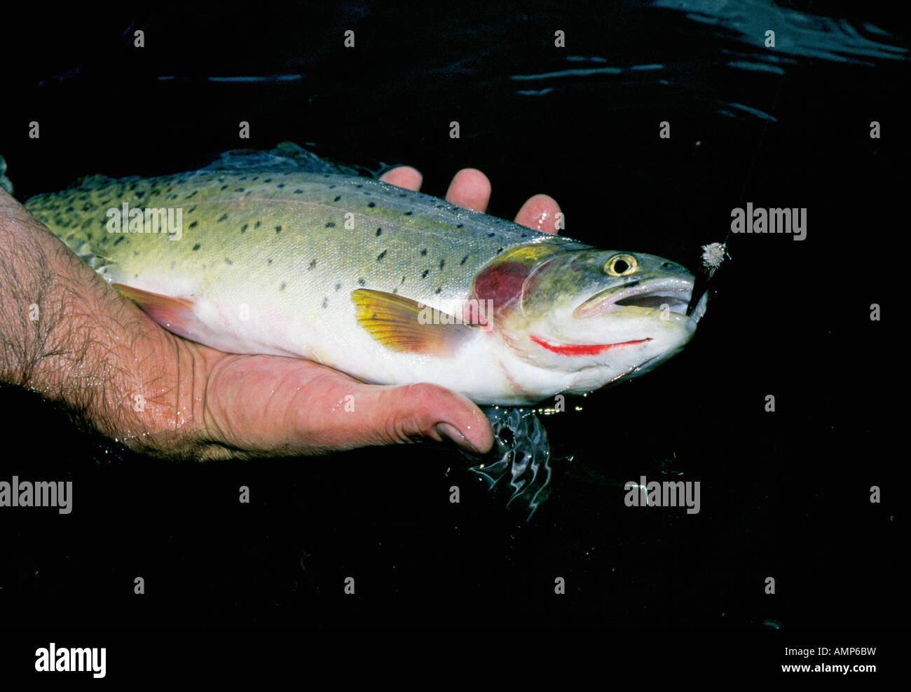 A large Colorado cutthroat trout is caught on a fly by a fly fisherman ...