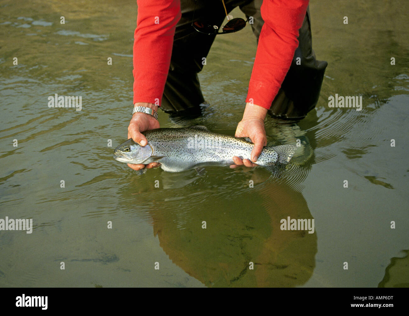 USA NEW MEXICO A fly fisherman releases a large rainbow trout back into ...