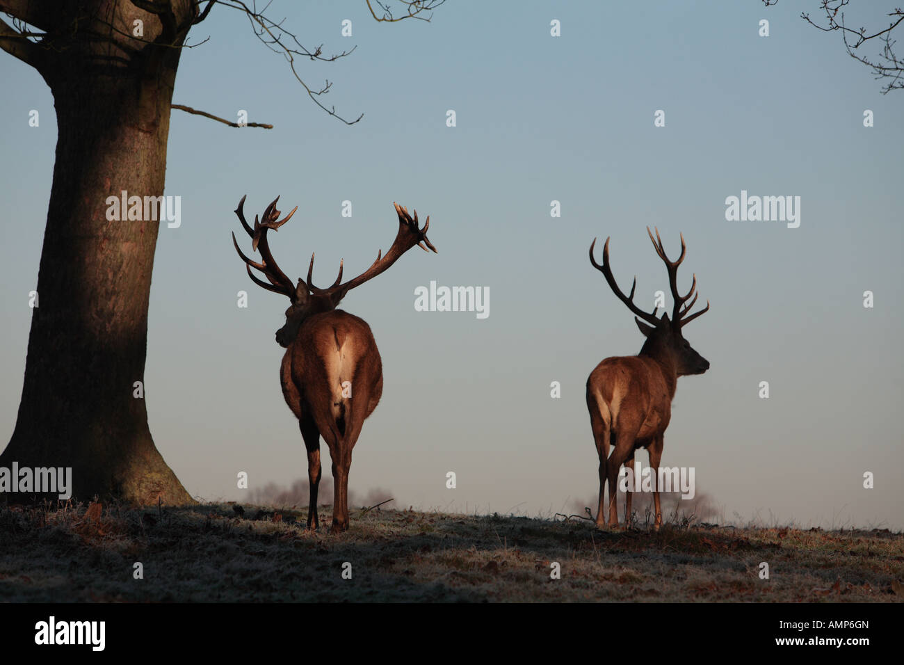 2 stags with large antlers stand above the horizon with their rear end ...
