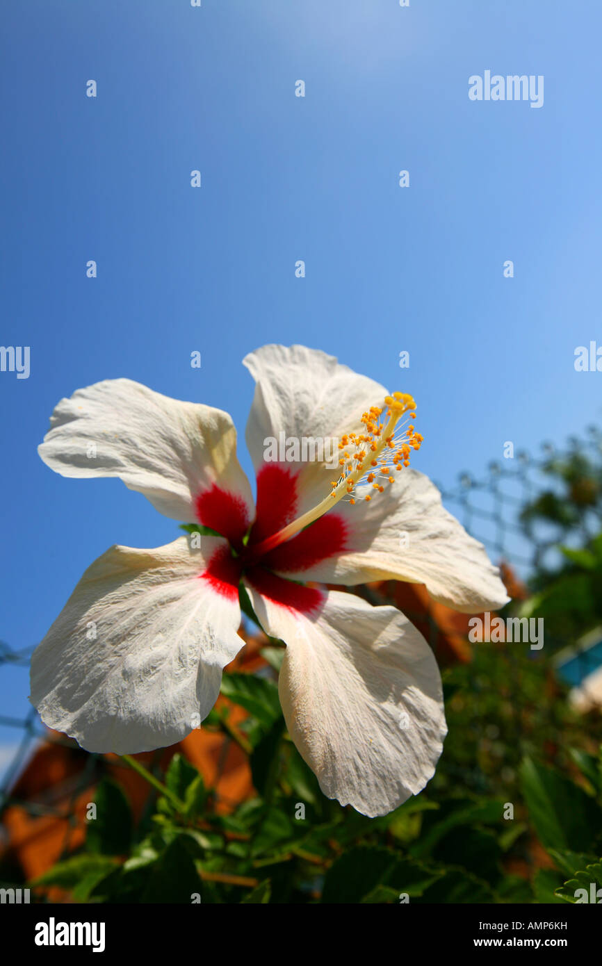 Closeup of large flower head with white petals and red centre Stock ...