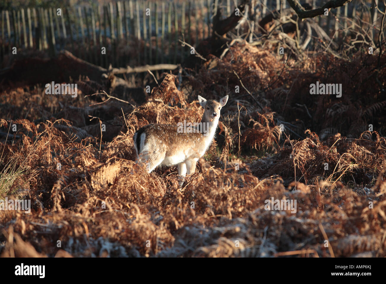 Single deer hi-res stock photography and images - Alamy