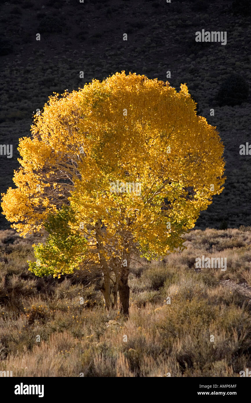 A lone Aspen tree is backlight from the sun in the California Easten ...