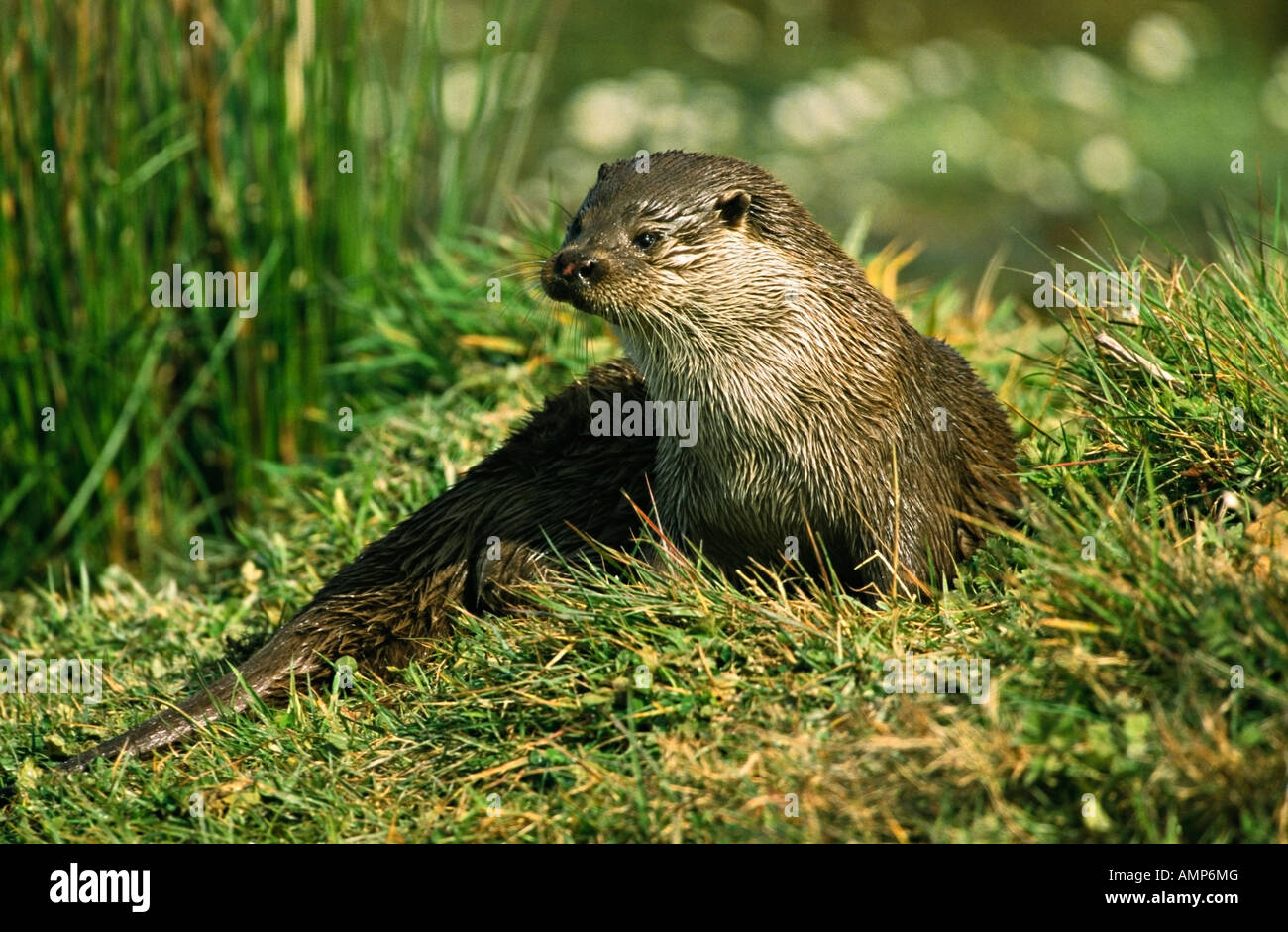EURASIAN OTTER Lutra lutra on riverbank Stock Photo - Alamy