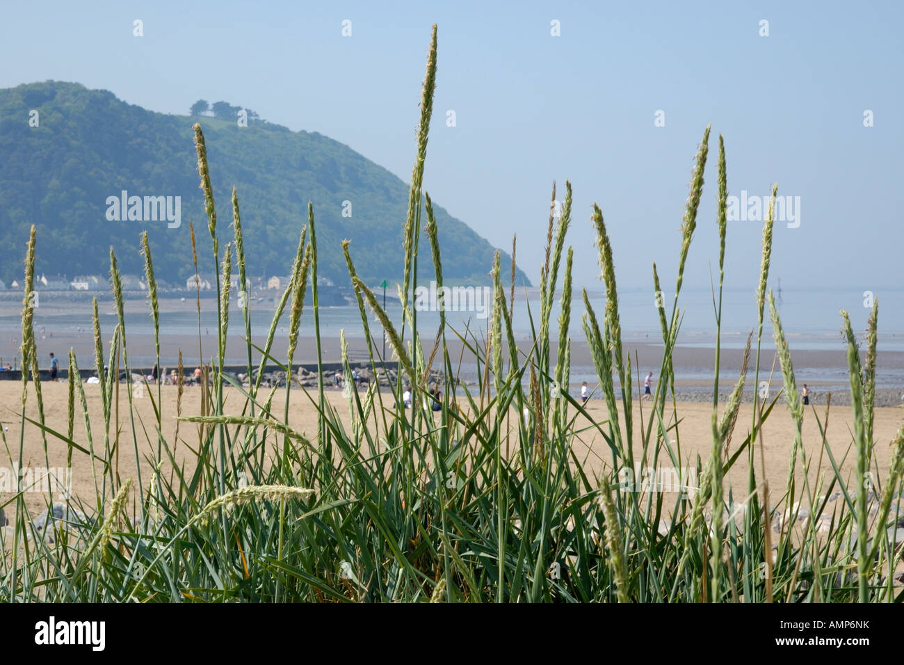 Marram grass, marram ammophila Stock Photo - Alamy