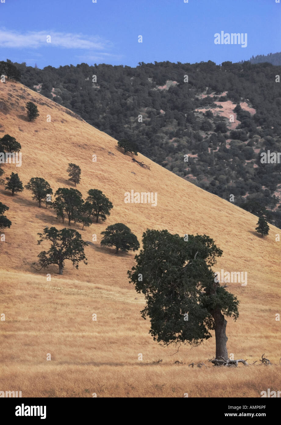 Oak trees and golden hillside in California Stock Photo - Alamy