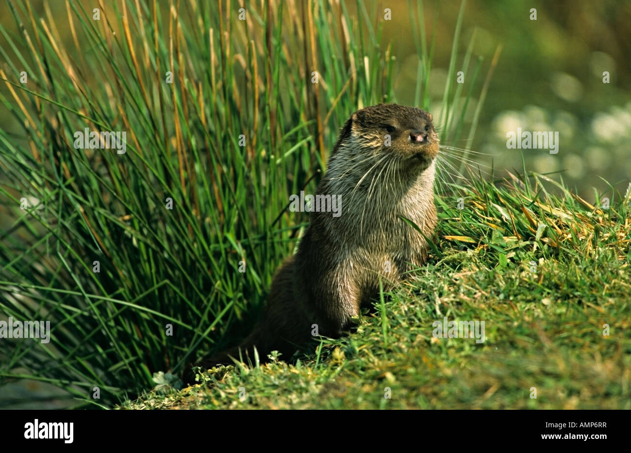 EURASIAN OTTER Lutra lutra Stock Photo - Alamy
