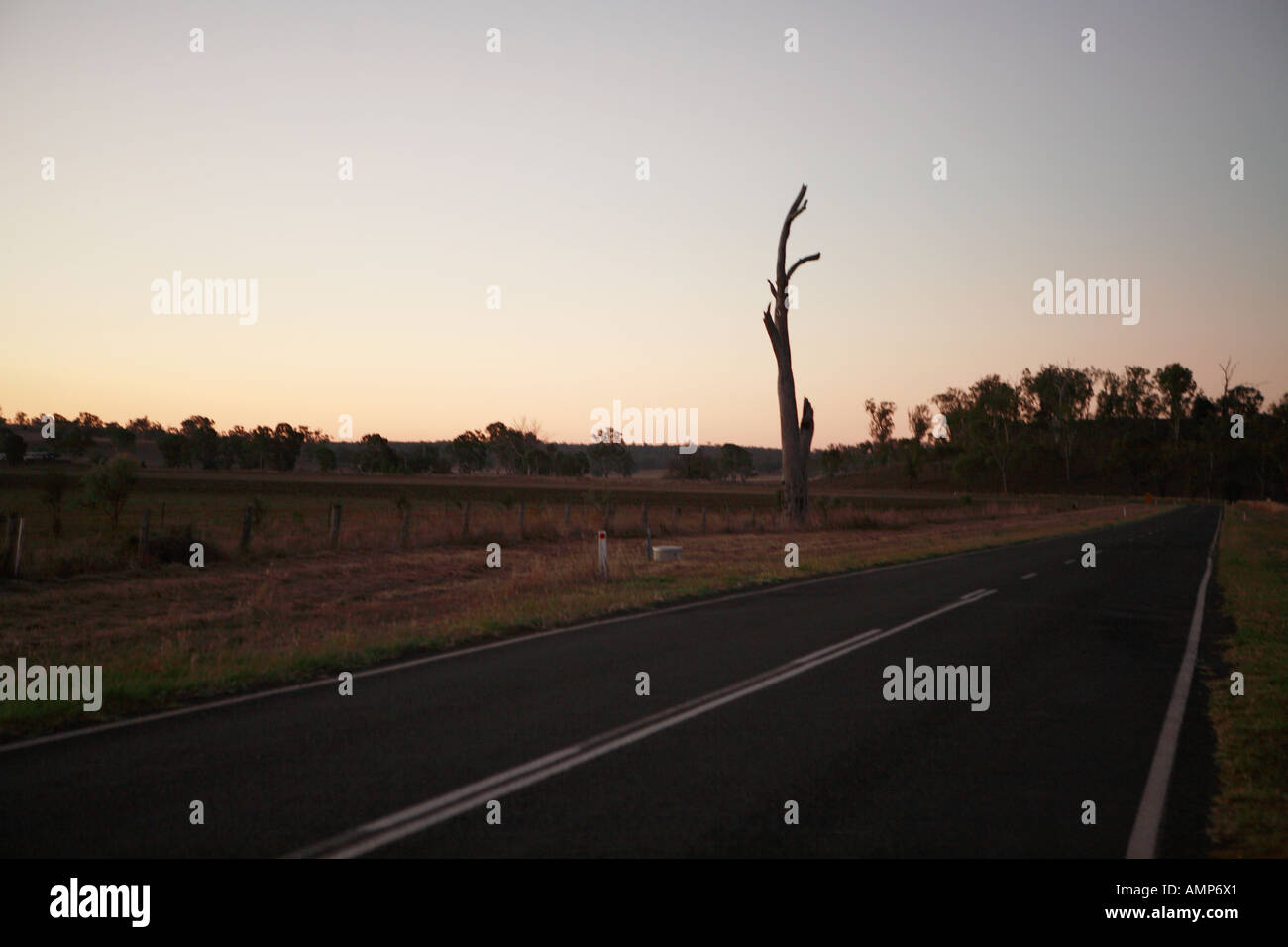 outback road with dead tree Stock Photo - Alamy