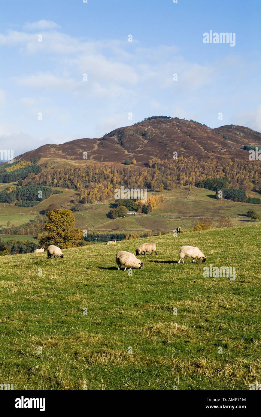 dh Scottish Blackface sheep SHEEP PERTHSHIRE Sheep flock in hillside ...