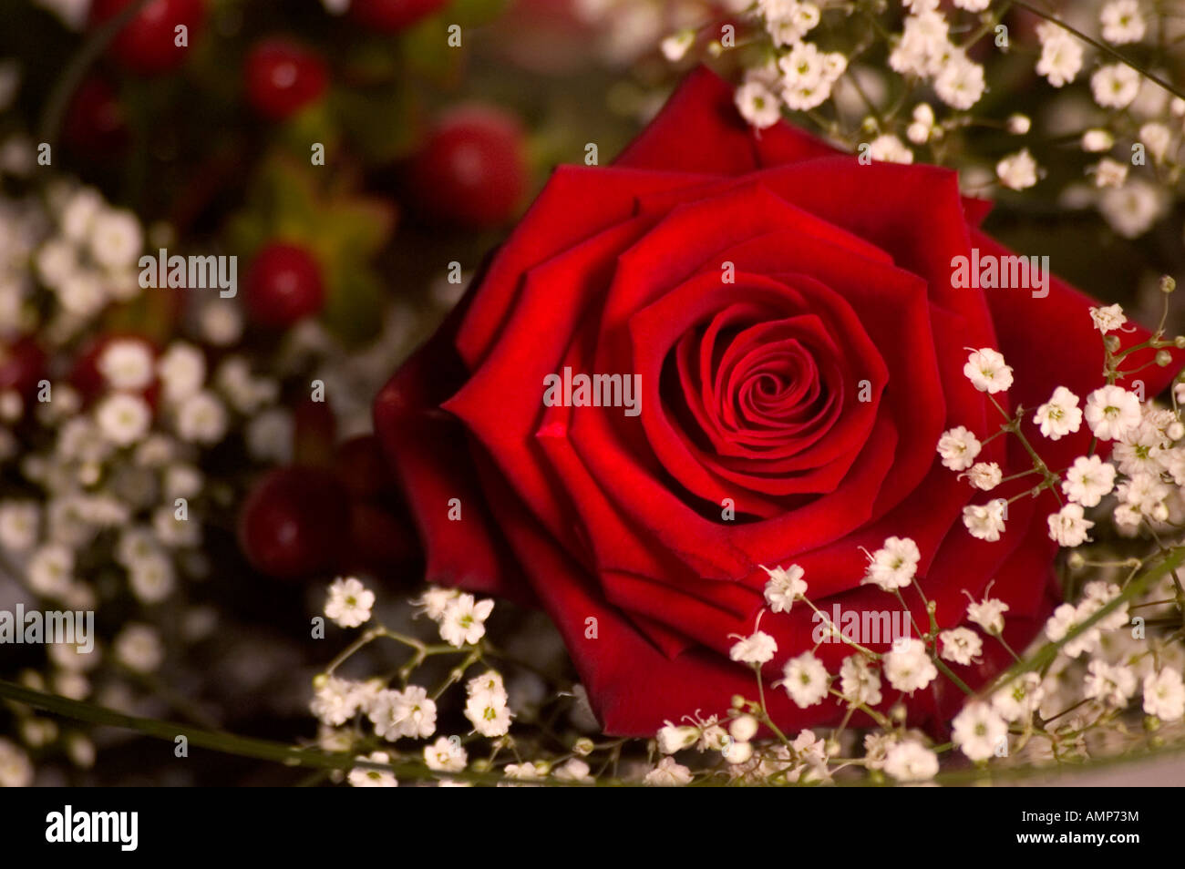 Close up of red rose surrounded with angel hair and ferns Stock Photo ...