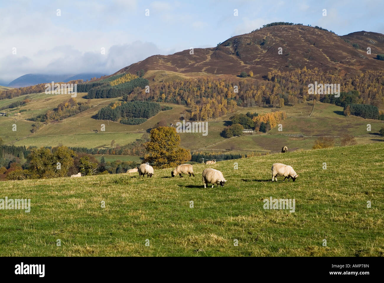 dh Scottish Blackface FARMLAND SCOTLAND Highlands hill highland autumn ...