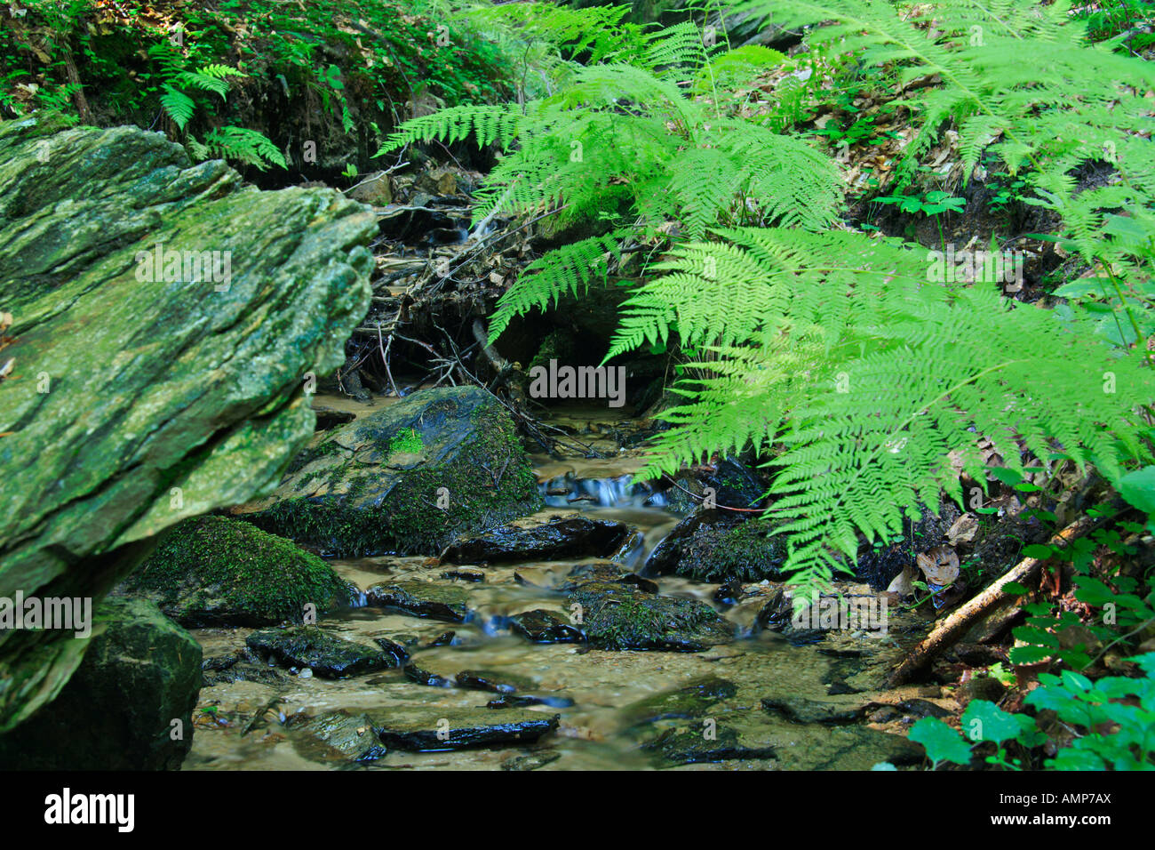 A brook in the forest Stock Photo - Alamy