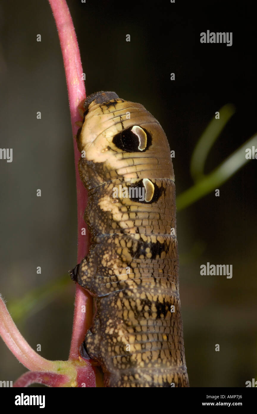 Hawkmoth caterpillar eyes hi-res stock photography and images - Alamy