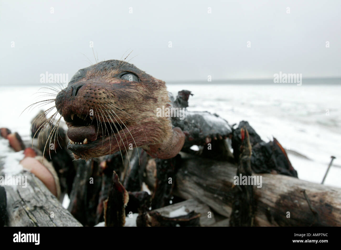 Skinned Seal High Resolution Stock Photography and Images - Alamy