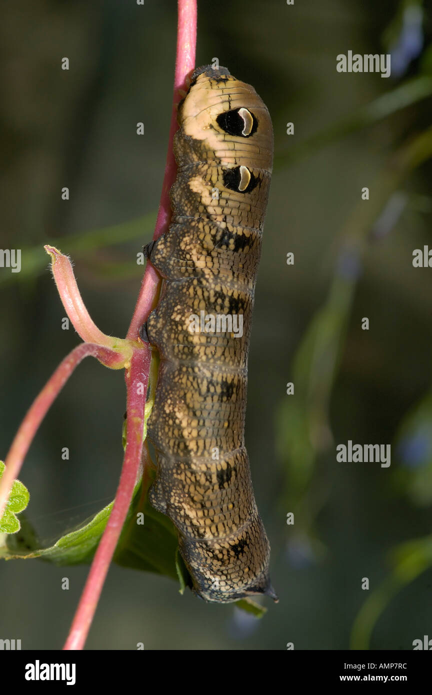 Elephant Hawkmoth larvae Deilephila elpenor Stock Photo - Alamy