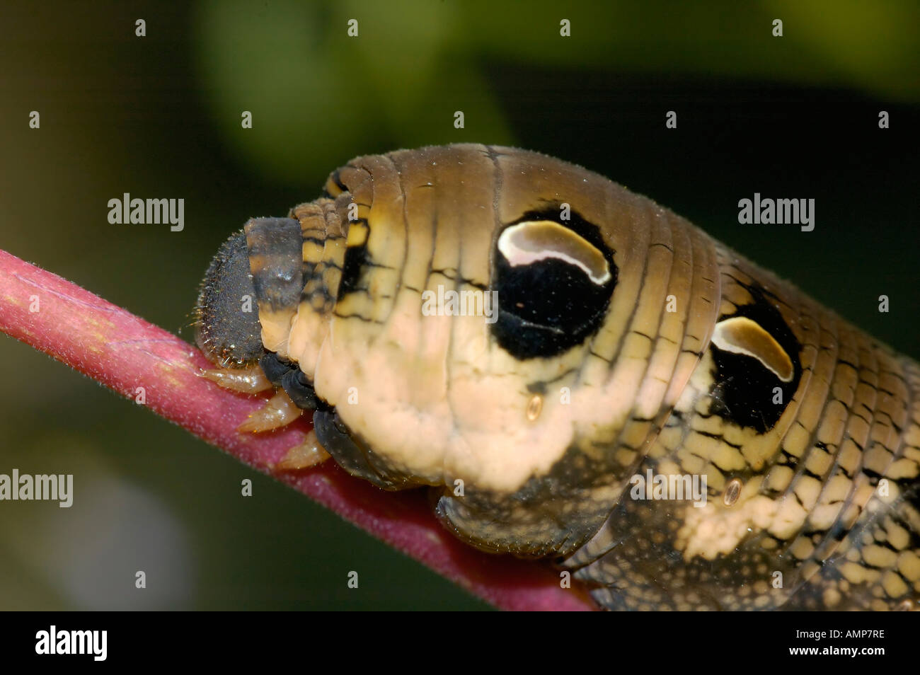 Hawkmoth caterpillar eyes hi-res stock photography and images - Alamy