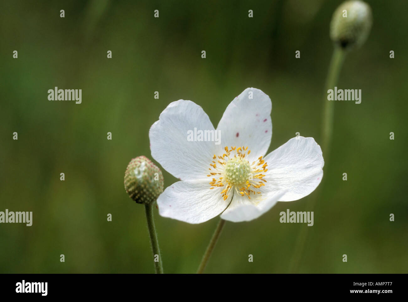 Snowdrop Windflower Anemone sylvestris Stock Photo - Alamy