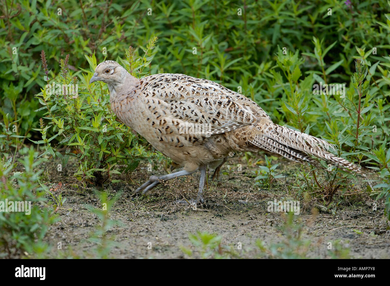 Common pheasant female hi-res stock photography and images - Alamy