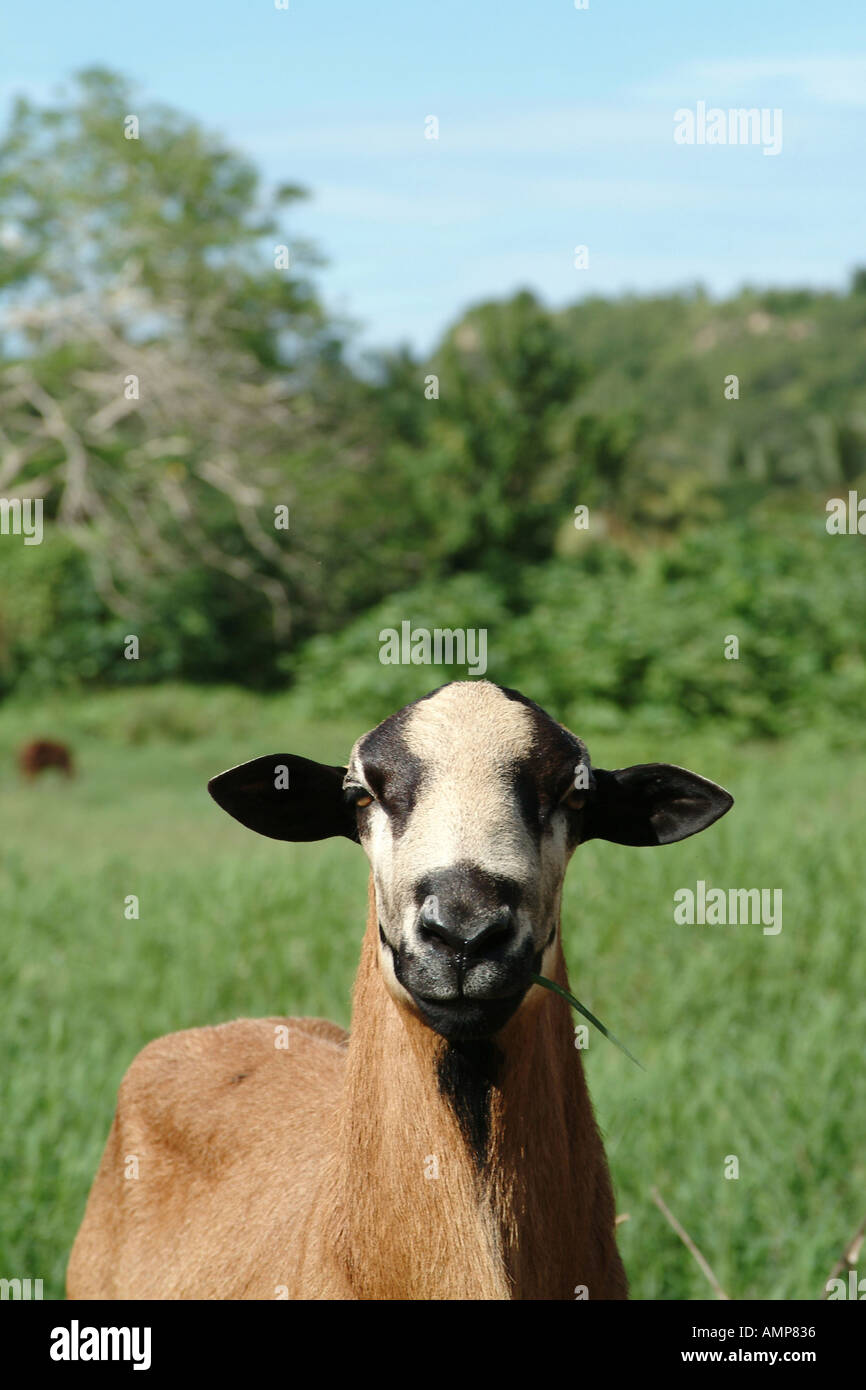 Barbados black belly sheep Stock Photo - Alamy