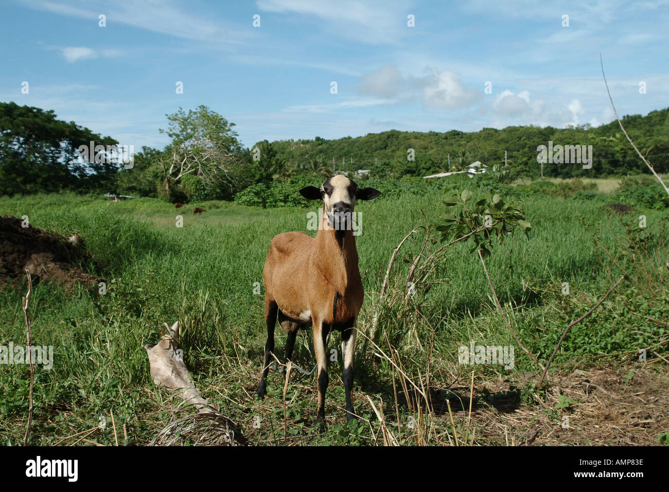 Barbados black belly sheep Stock Photo - Alamy