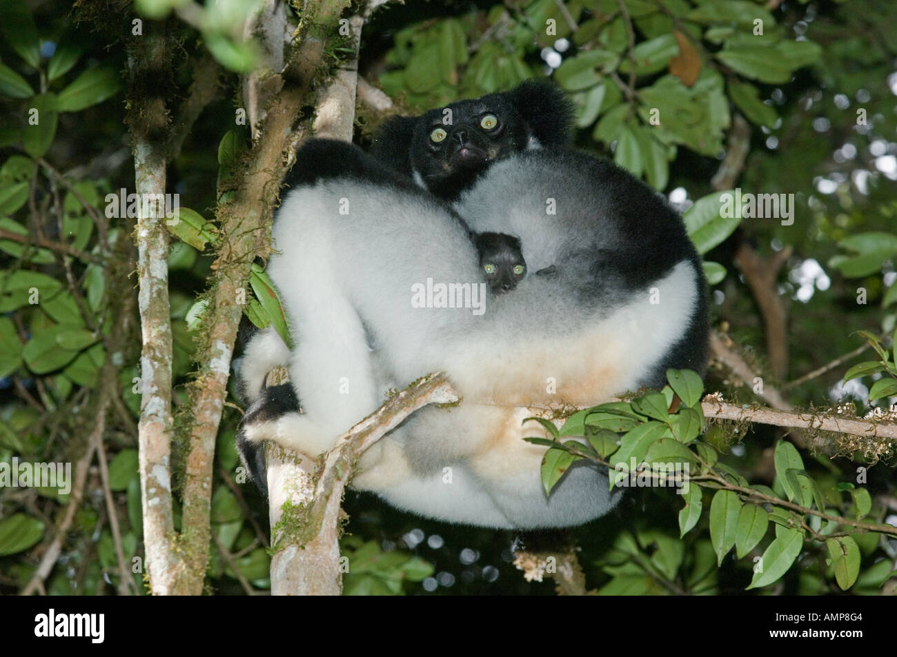INDRI Lemur (Indri indri) with baby WILD Andasibe Mantadia National ...