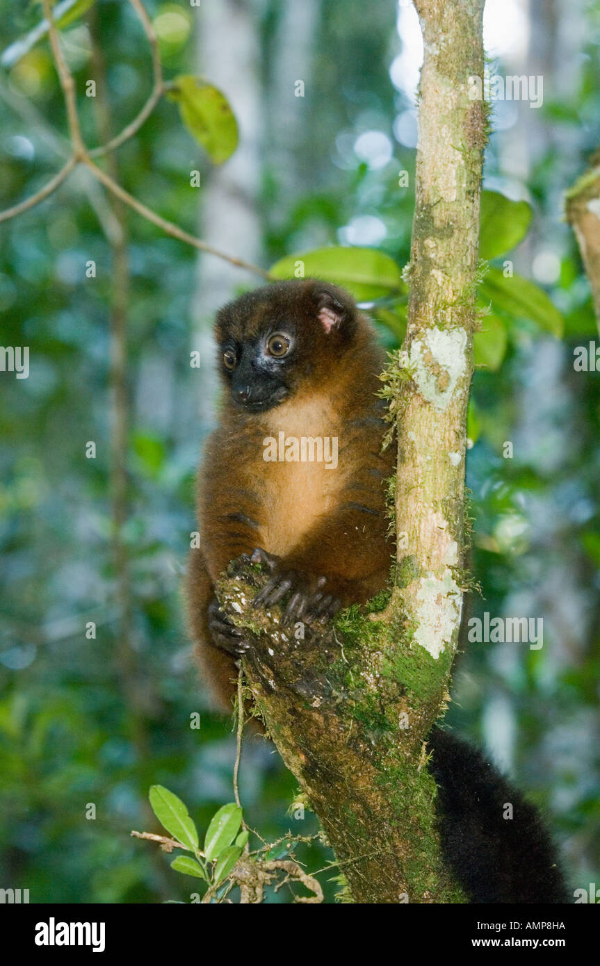 Red-bellied Lemur (female) (Eulemur rubriventer), Andasibe-Mantadia ...