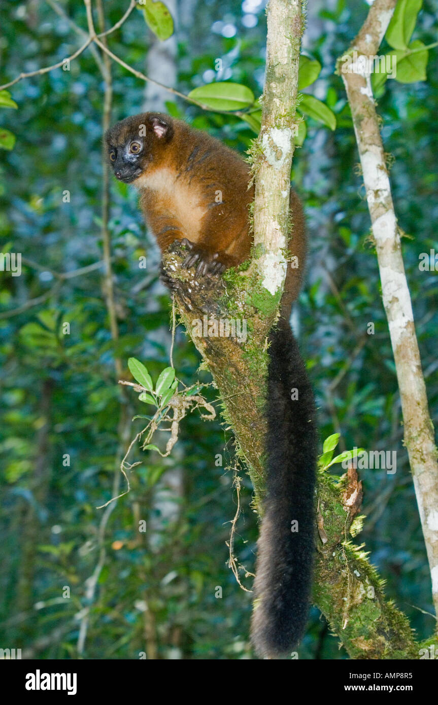 Red-bellied Lemur (female) (Eulemur rubriventer), Andasibe-Mantadia ...