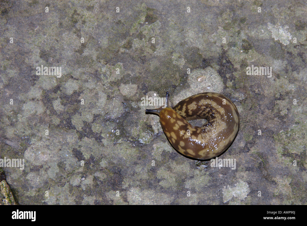 Curled slug hi-res stock photography and images - Alamy