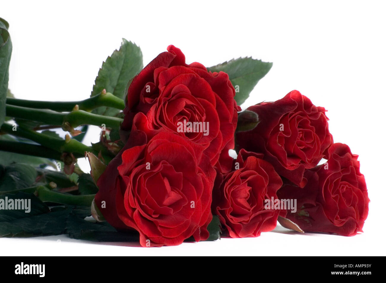 Small bunch of red roses viewed from the side Stock Photo - Alamy