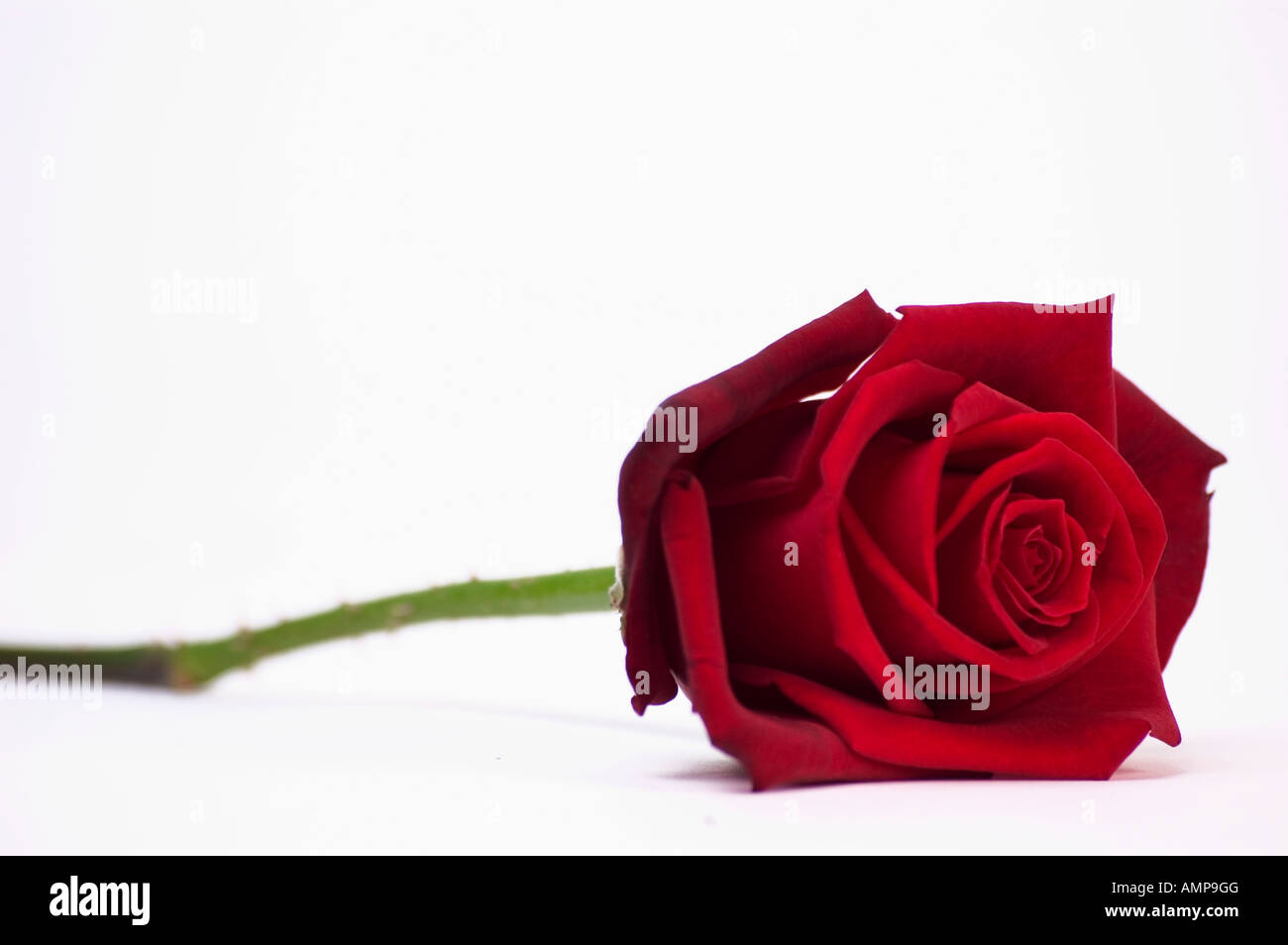 Closeup of single red rose on a white background Stock Photo - Alamy