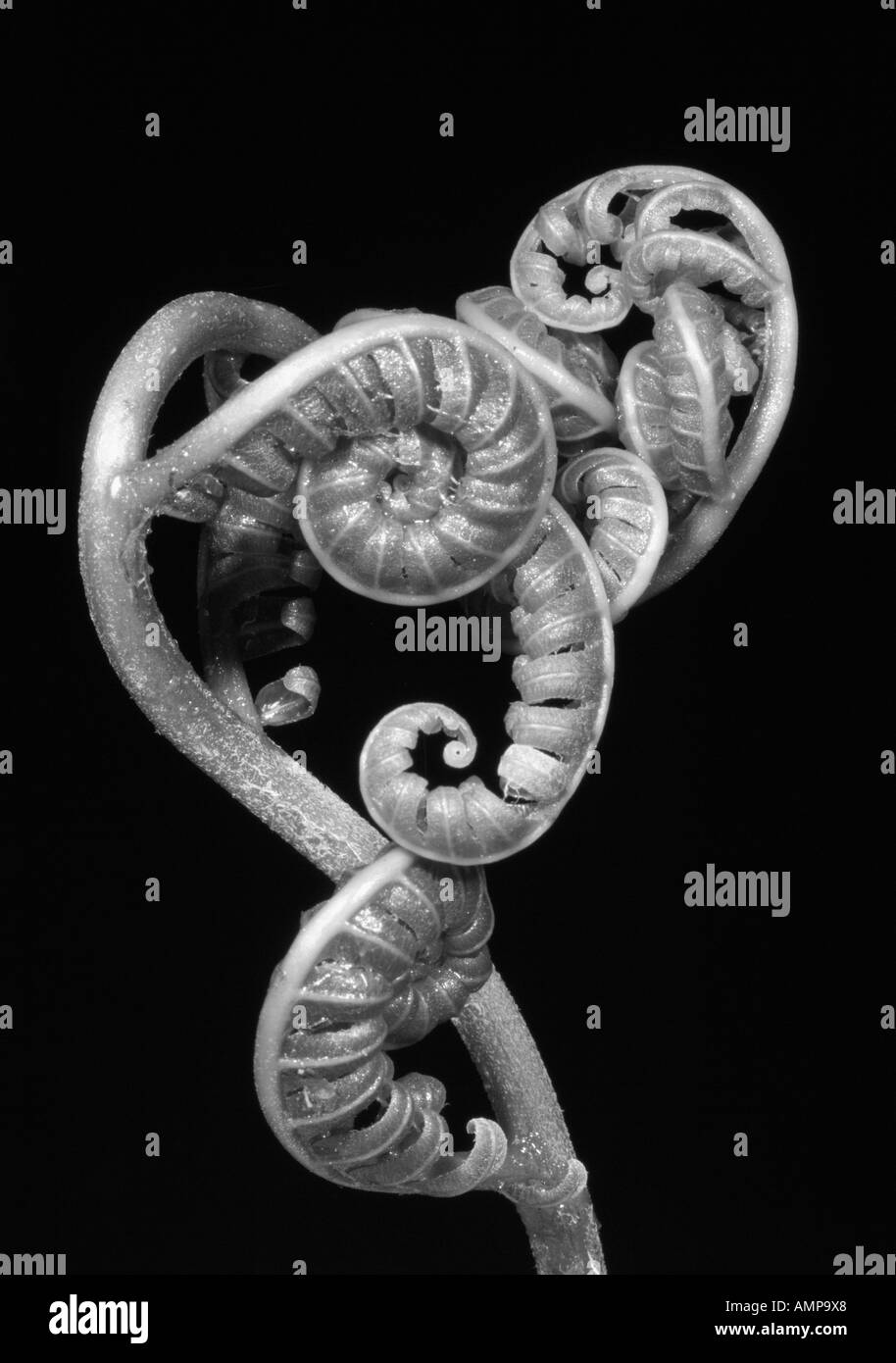 Fern leaves unfolding, Andasibe Mantadia National Park Madagascar Stock ...