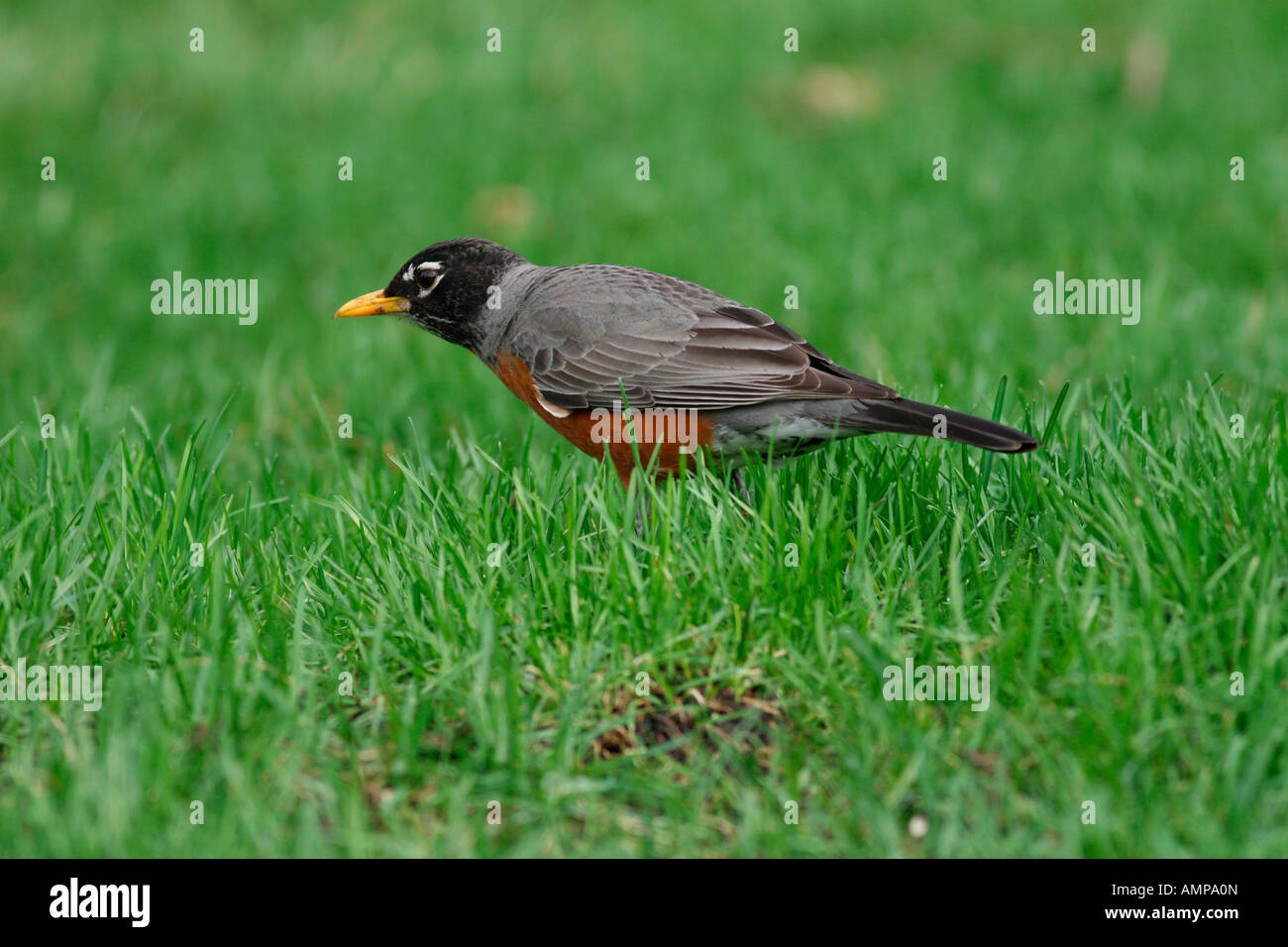 American robin on grass hi-res stock photography and images - Alamy