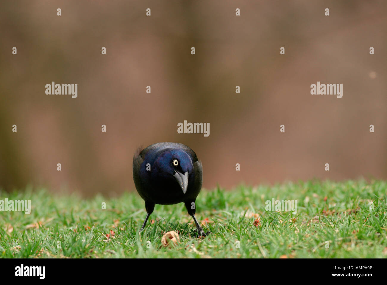 Common grackle habitat hi-res stock photography and images - Alamy