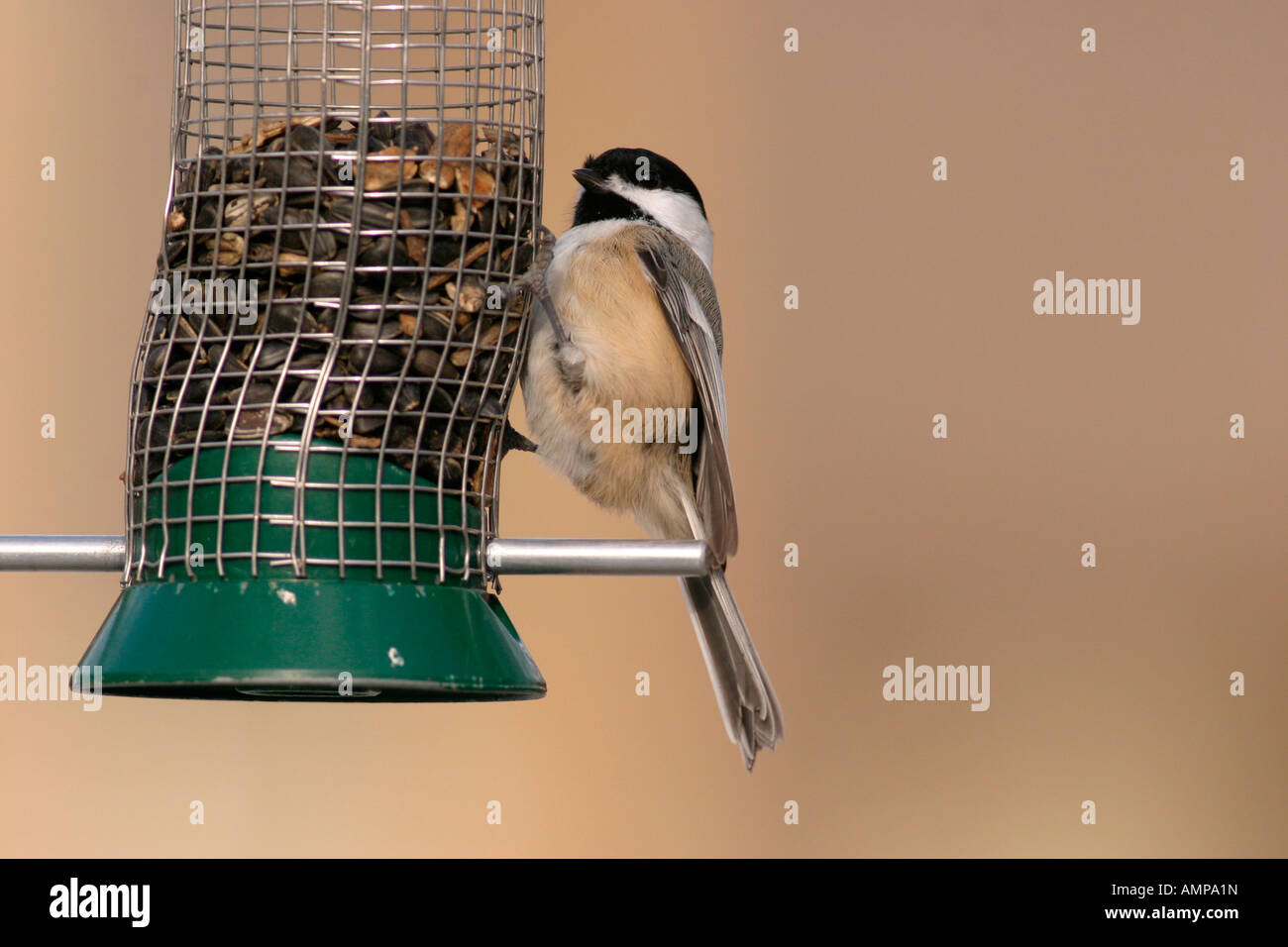 Carolina Chickadee at sunflower feeder Stock Photo - Alamy