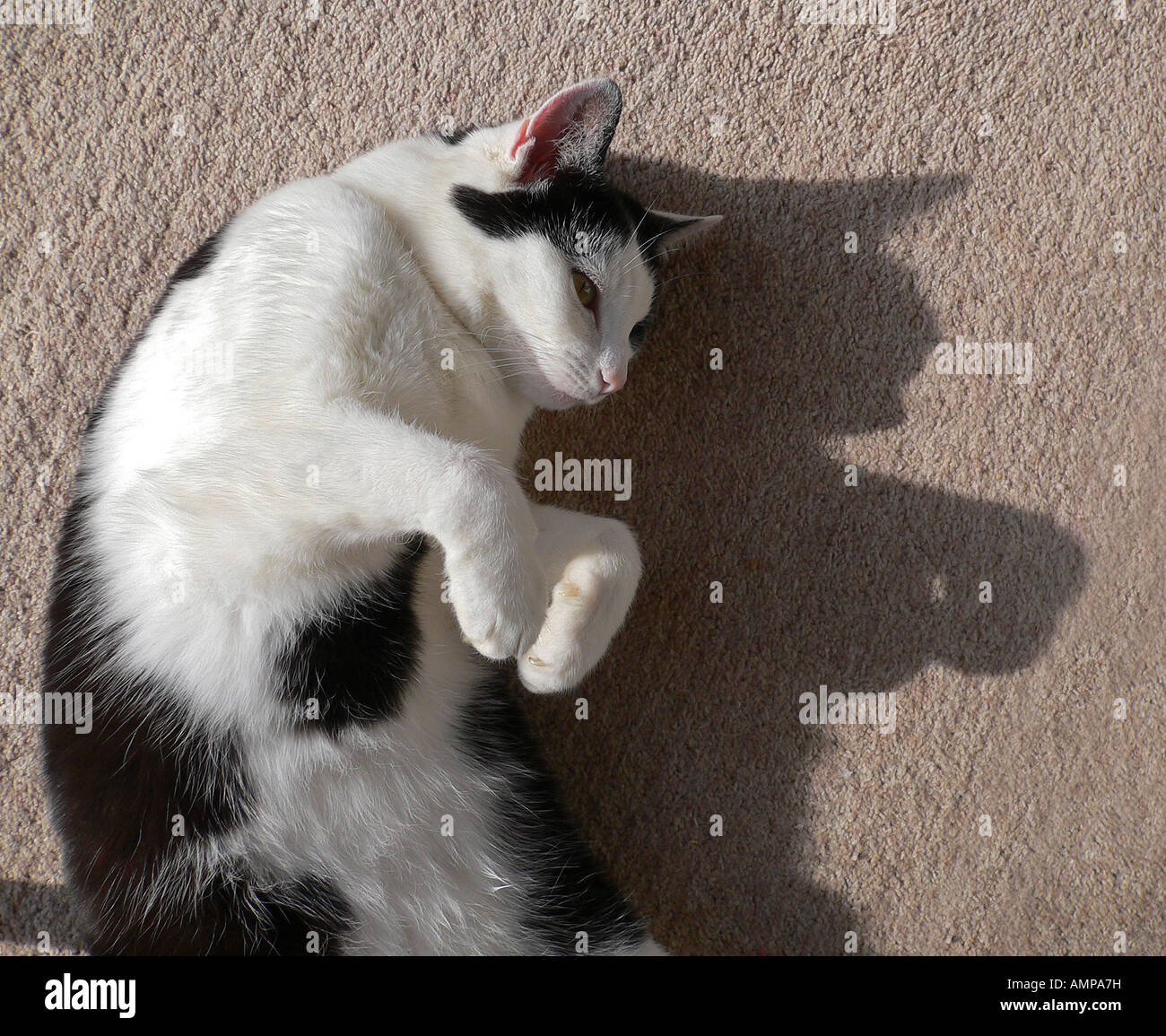 Country cat hi-res stock photography and images - Alamy