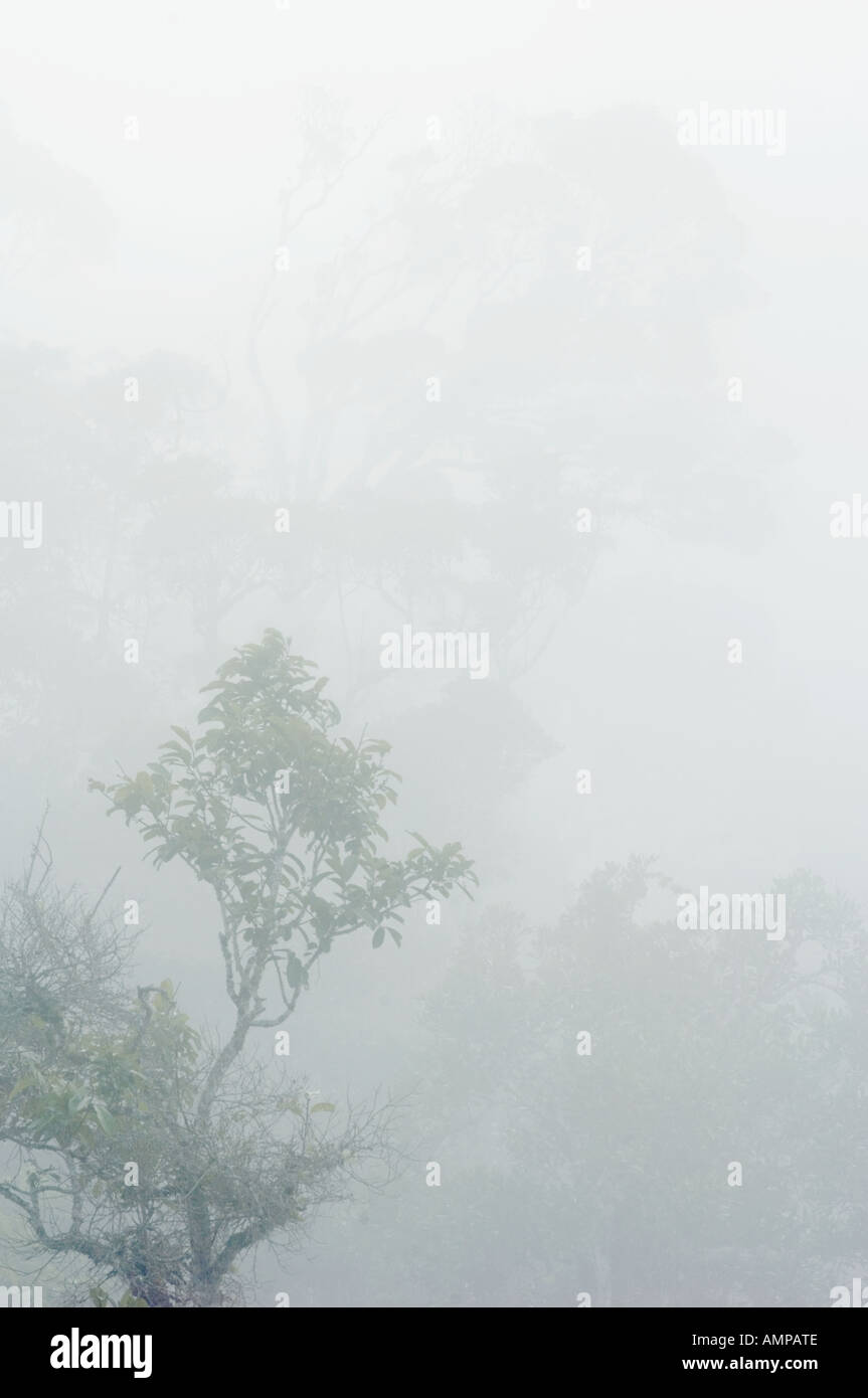 Morning Fog over rainforest, Andasibe Mantadia National Park Madagascar ...