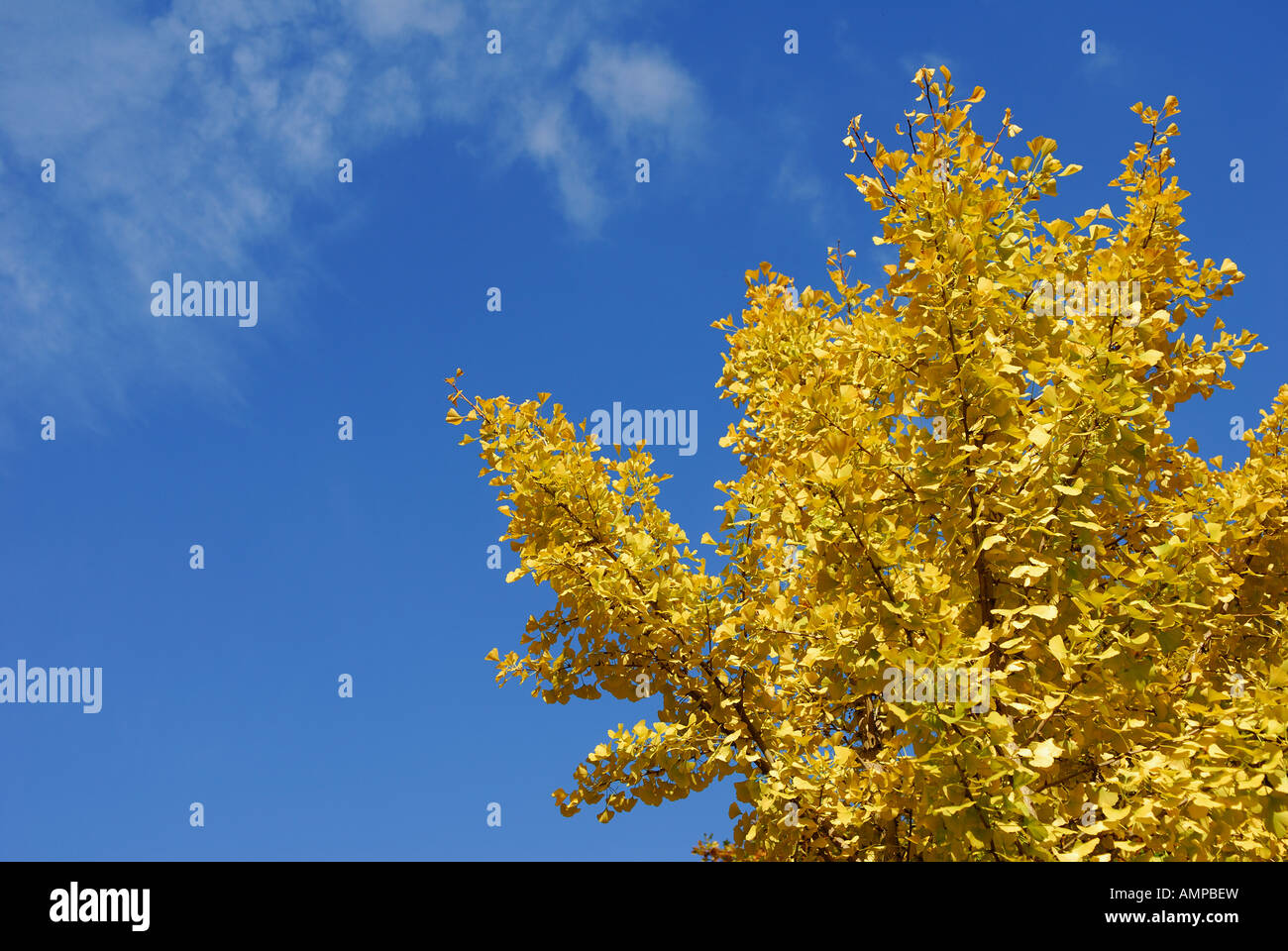 Autumn colours blue sky Stock Photo - Alamy