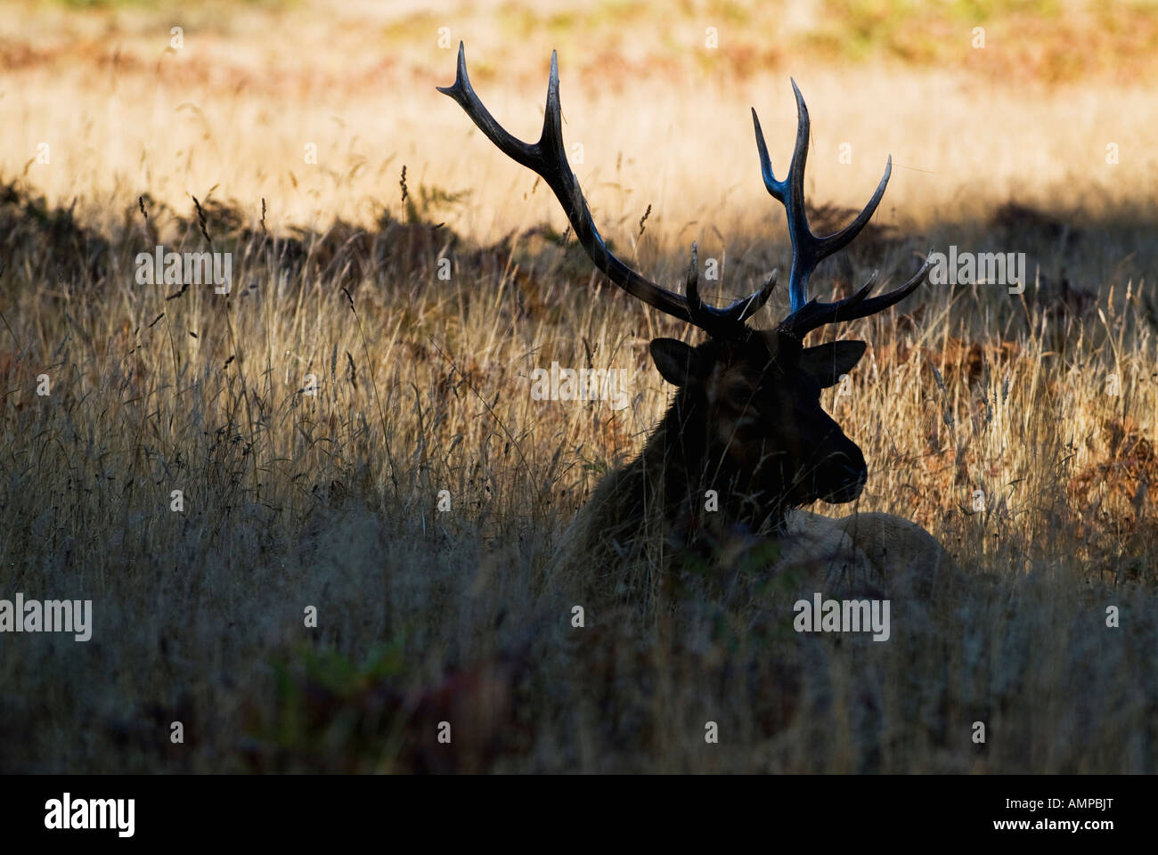 Shadow of Bull Roosevelt elk (Cervus canadensis roosevelti) sitting in ...