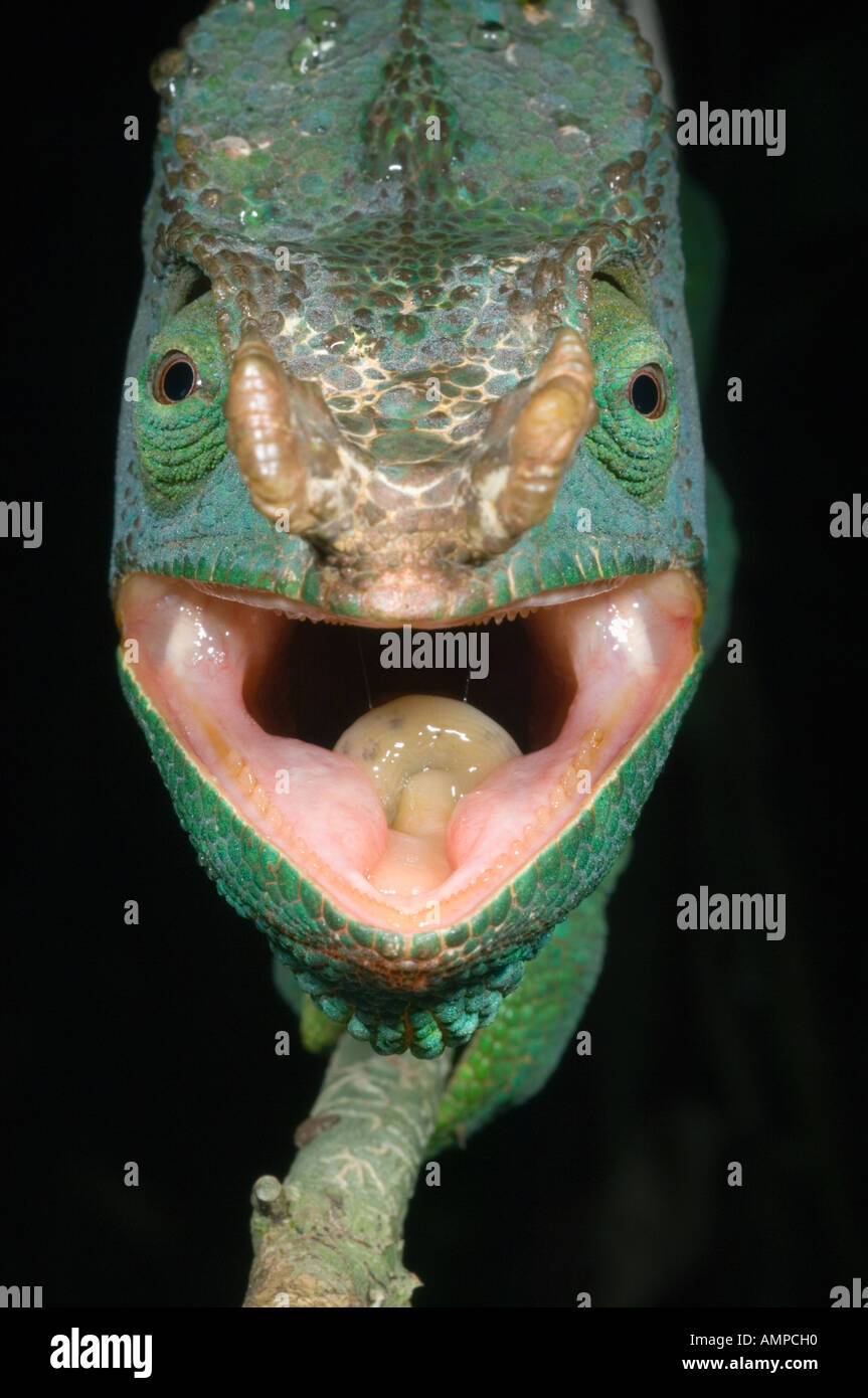 Angry chameleon hi-res stock photography and images - Alamy