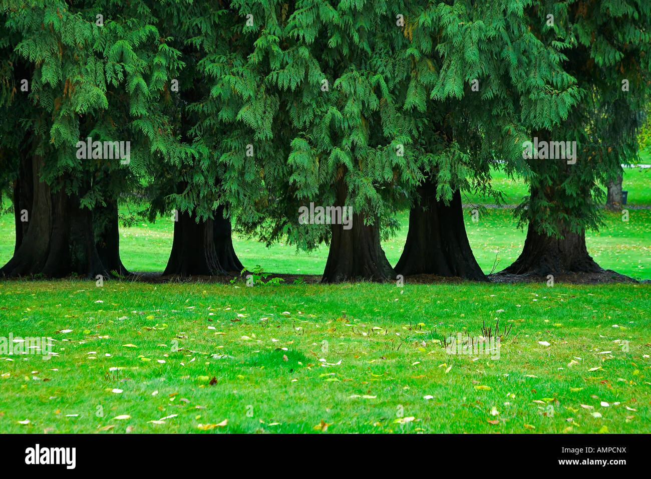 A number of greater trees with the dense crone growing on a green ...