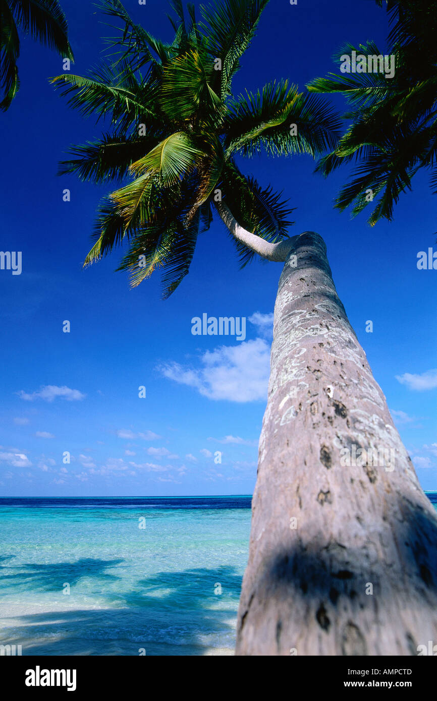 Palm tree images hi-res stock photography and images - Alamy