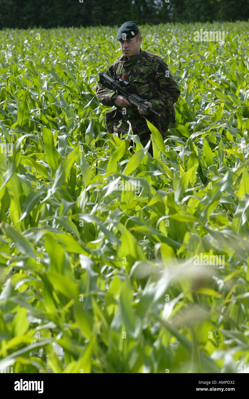 Soldier in camouflage walking through a corn field at Drumcree Stock ...